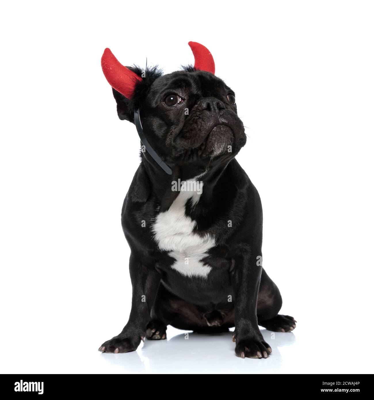 Curious French Bulldog puppy wearing devil horns and looking up ...