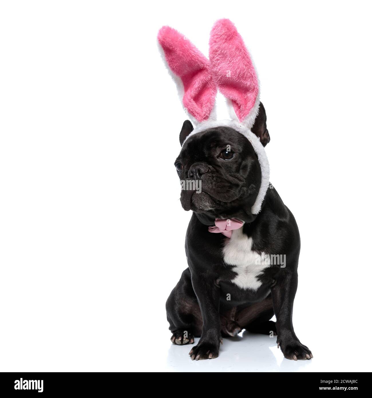 Dreaming French Bulldog puppy wearing rabbit ears and looking away ...