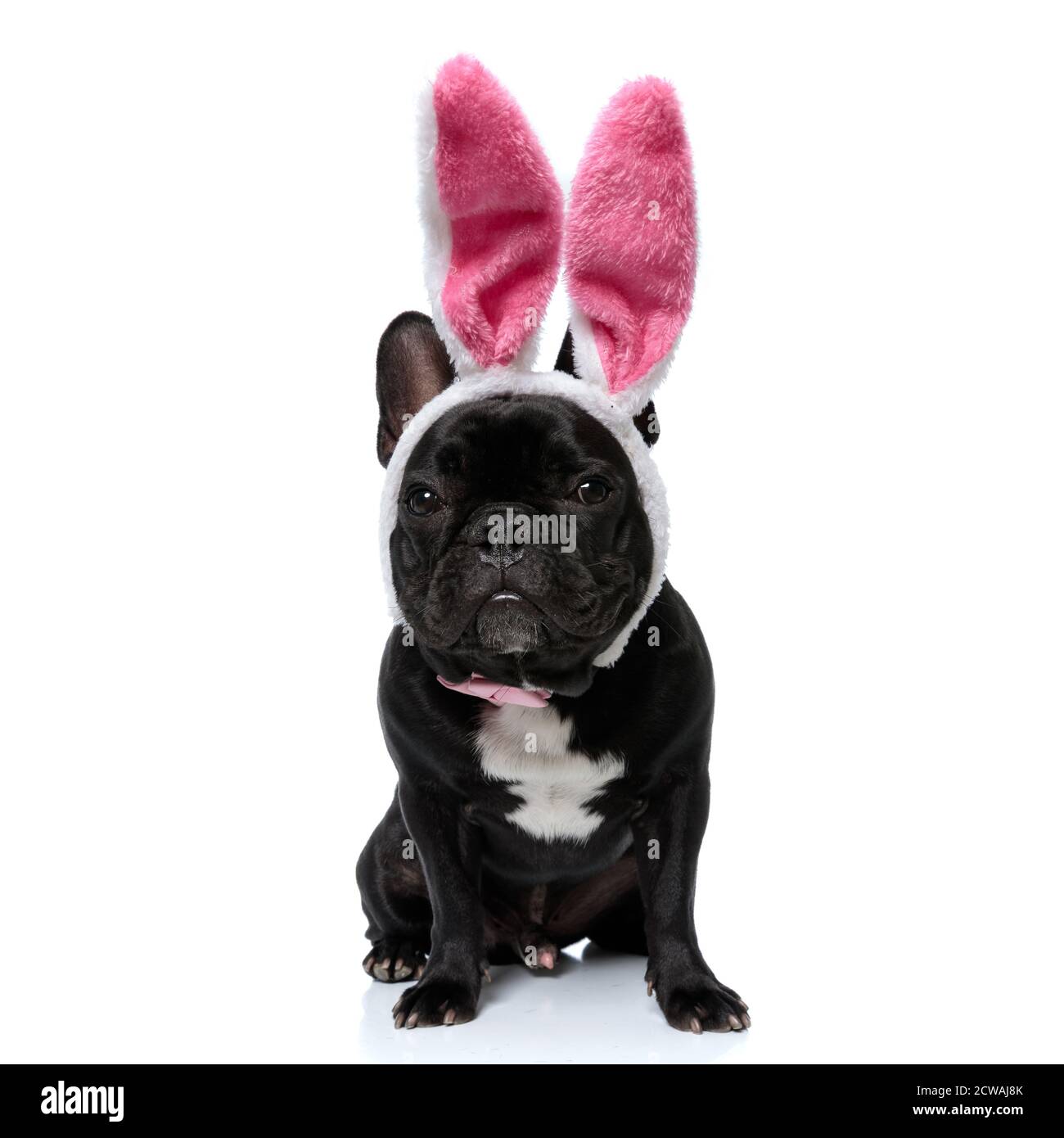 Funny French Bulldog puppy wearing rabbit ears, sitting on white studio ...