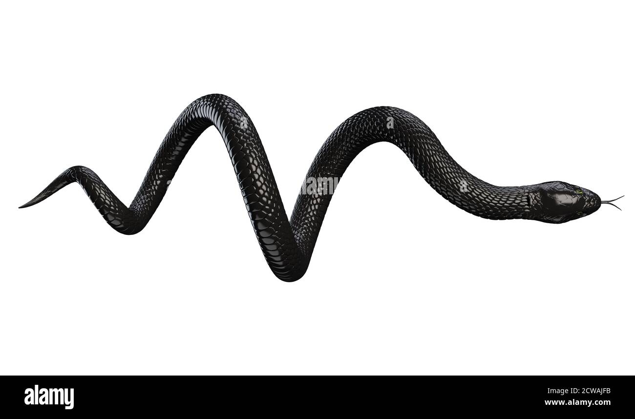 Black Snake isolated on White Background. 3D illustration Stock Photo ...