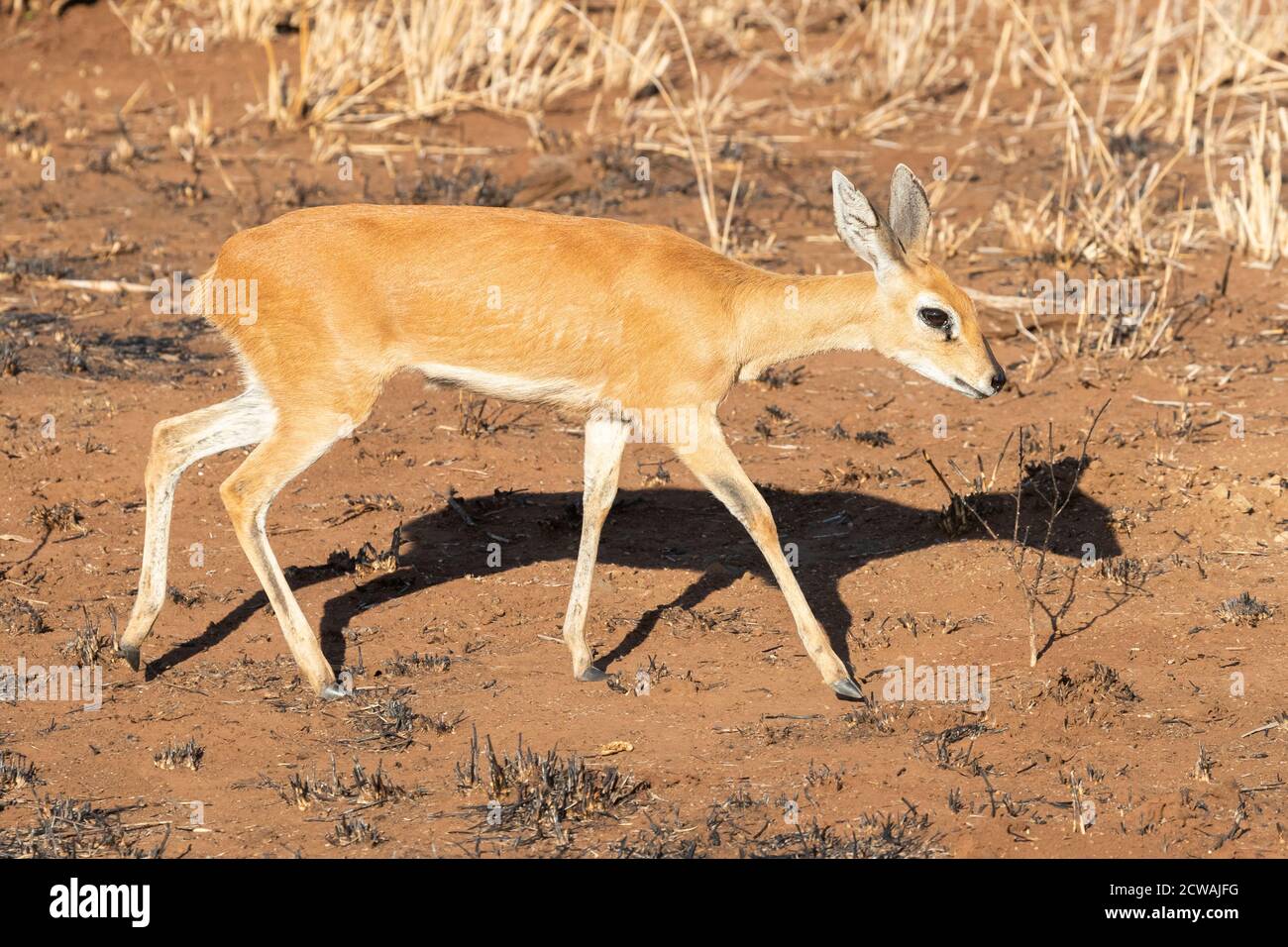 Raphicerus campestris hi-res stock photography and images - Alamy