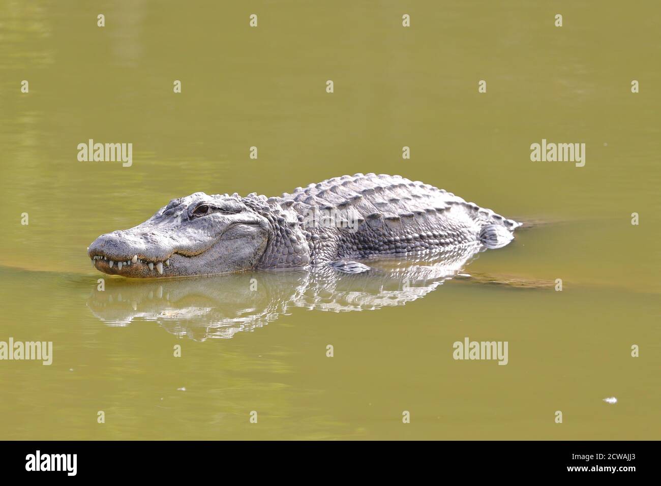 An alligator lying still in the water at the Everglades Alligator Farm ...