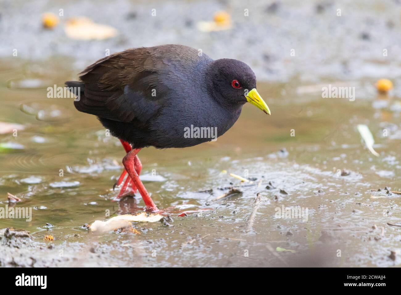 Black Crake (Amaurornis flavirostra), adult standing on the mud ...