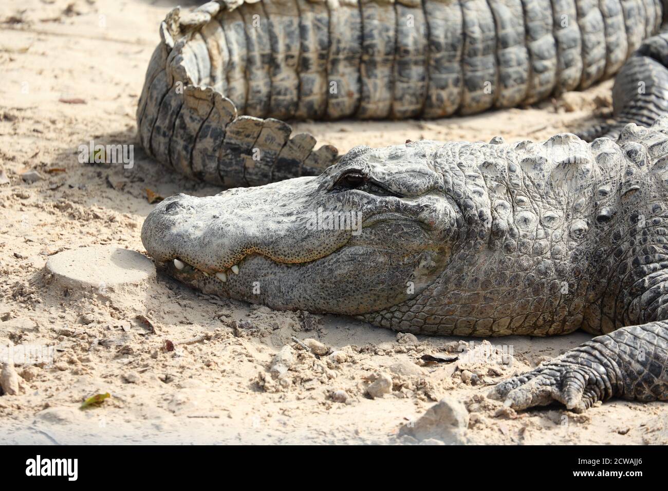 Homestead farm animals hi-res stock photography and images - Alamy