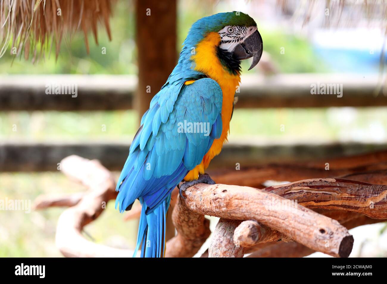 Parrot Farm High Resolution Stock Photography and Images - Alamy