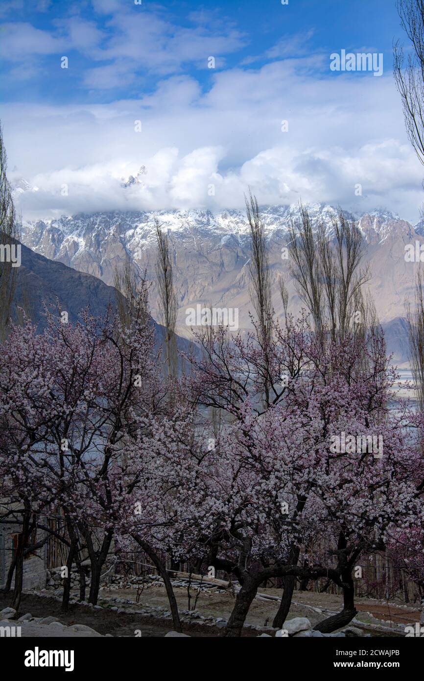 spring landscape photography of cherry blossom in northern areas of ...