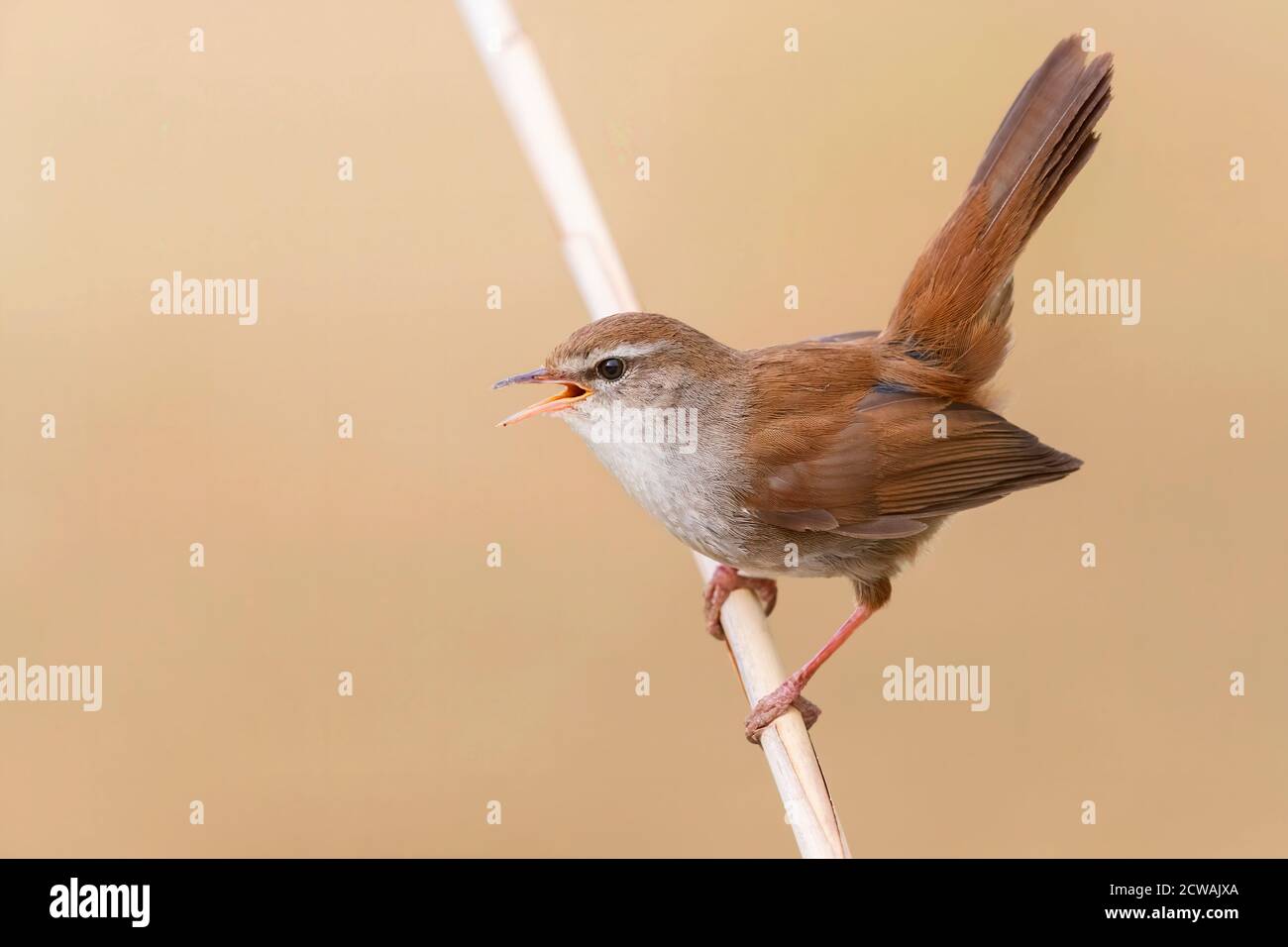 Cetti's warbler singing hi-res stock photography and images - Alamy
