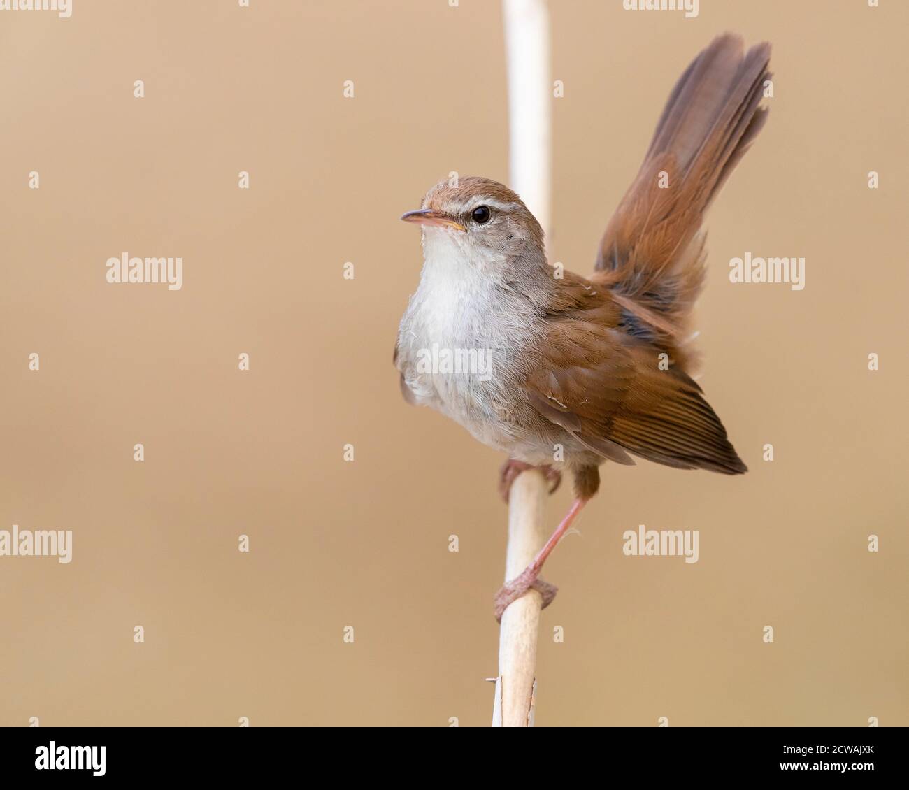 Cetti's Warbler (Cettia cetti), adult displaying from a reed, Campania ...