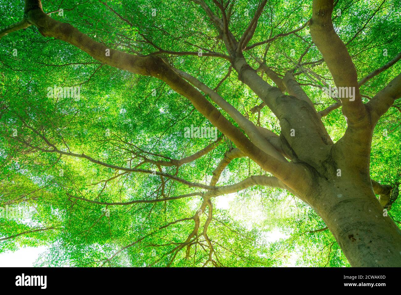 Bottom view of tree trunk to green leaves of big tree in tropical ...