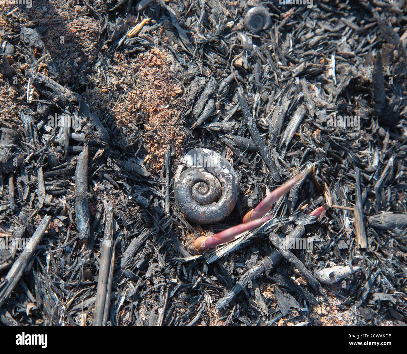 shells of burnt snails in a field fire lie in ashes Stock Photo - Alamy