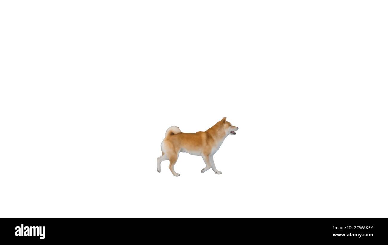 Shiba inu puppy running passing by on white background Stock Photo - Alamy
