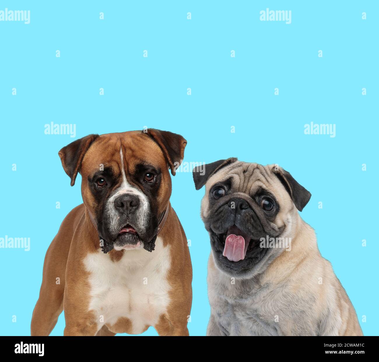 Excited pug panting happy hi-res stock photography and images - Alamy