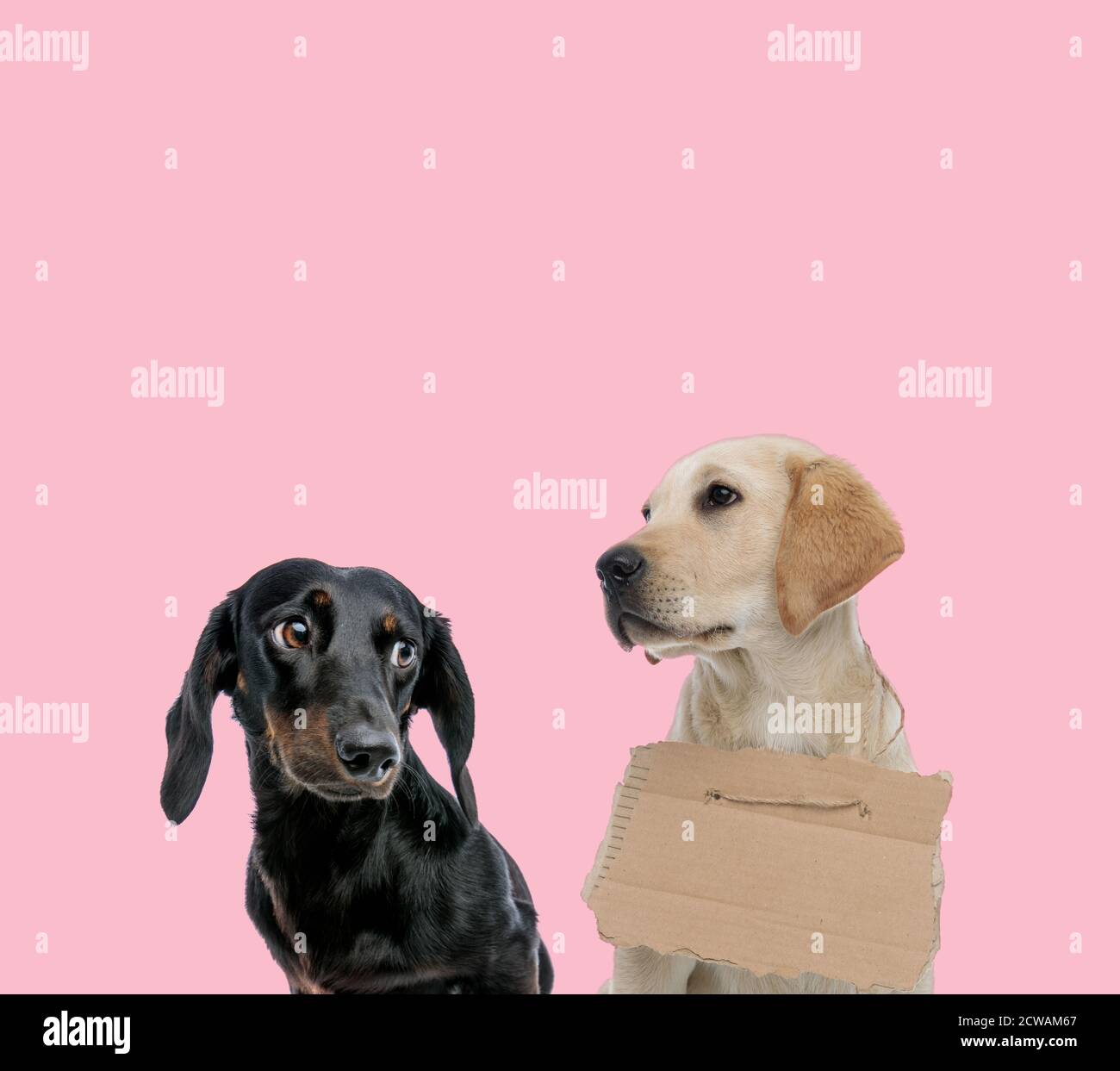 Labrador Retriever High Resolution Stock Photography and Images - Alamy