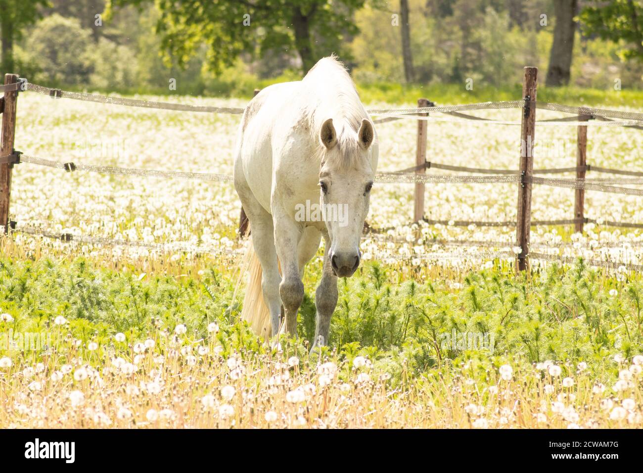 Horse at Biskops Arnö Stock Photo - Alamy