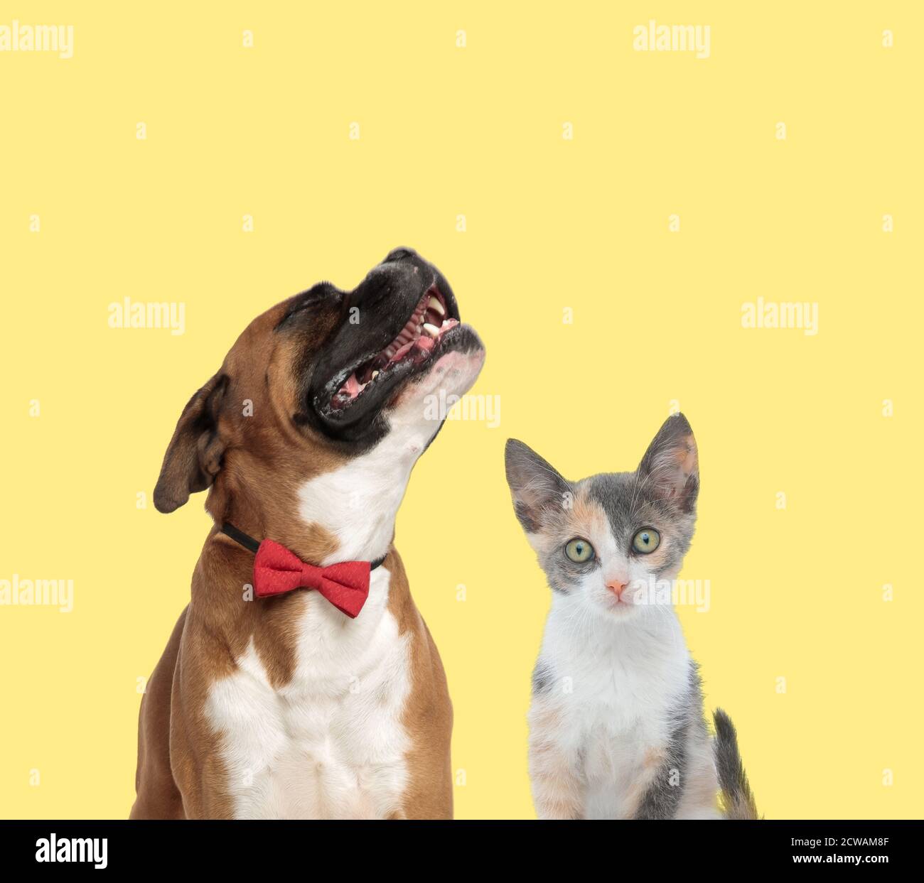 cute boxer dog howling sad next to metis cat looking at camera with big ...