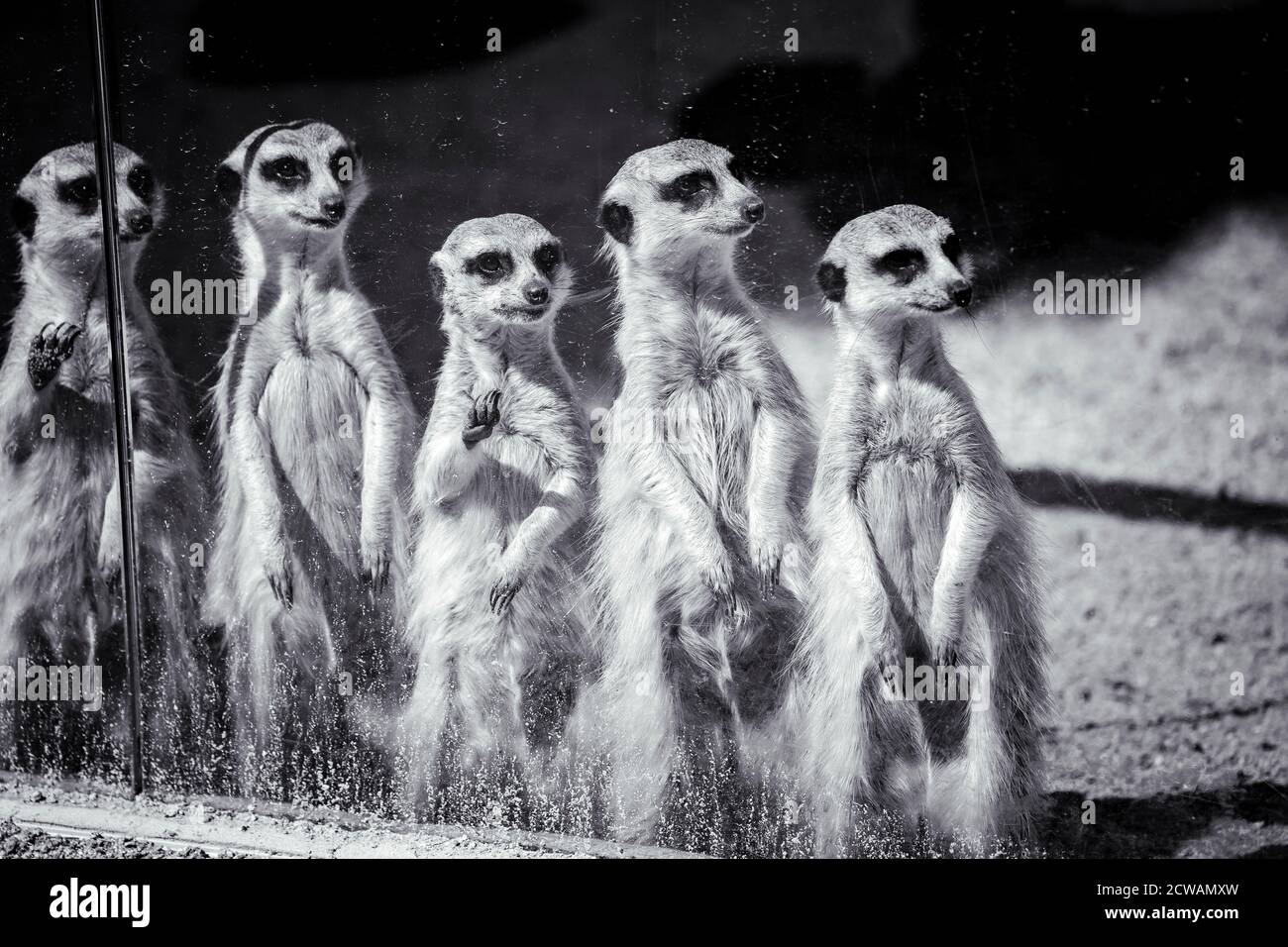 Meerkats at Dubbo Zoo line up at the glass to examine their human ...