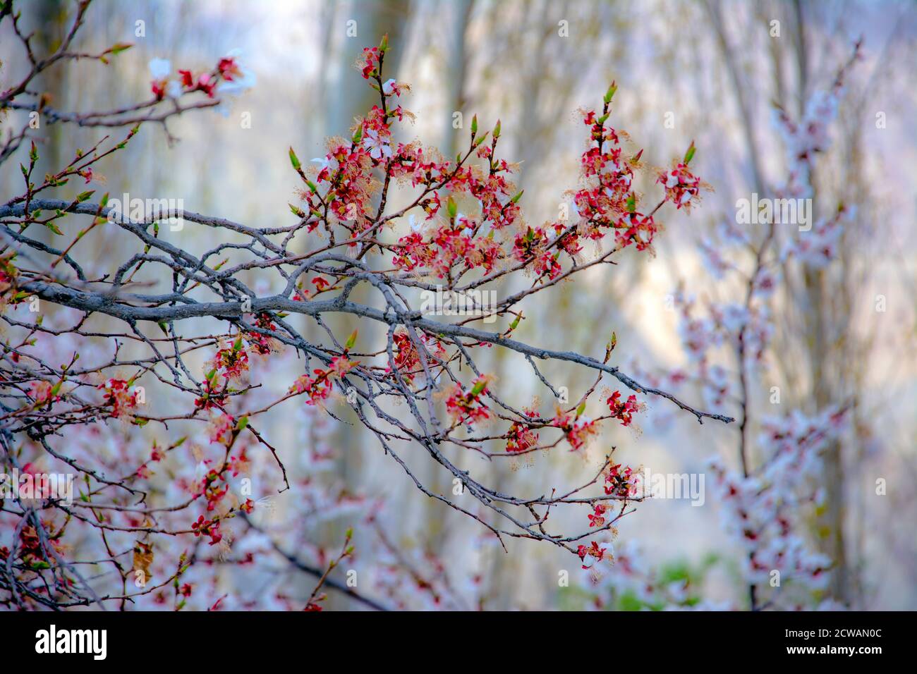 spring landscape photography of cherry blossom in northern areas of ...