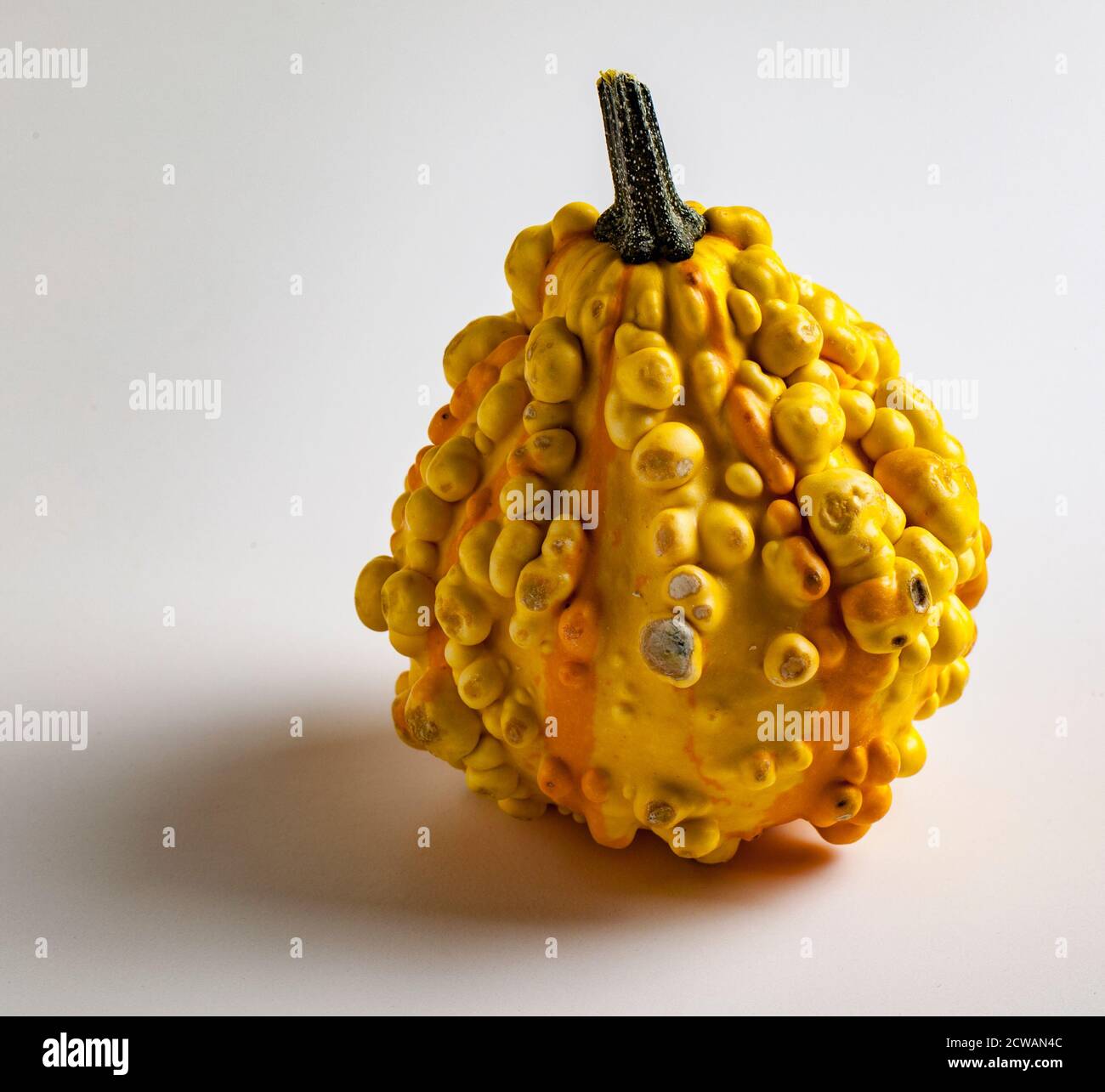 One Decorative Gourd on a White Background Stock Photo - Alamy