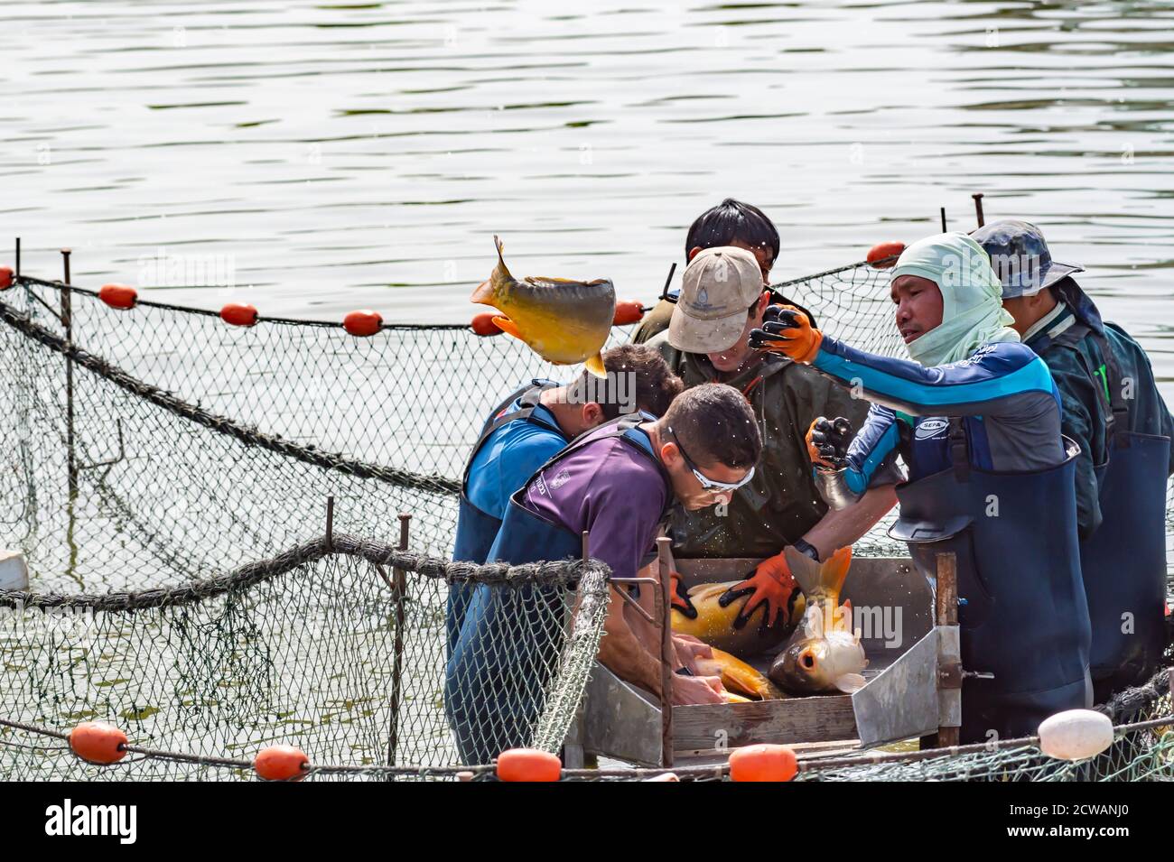 Carp are netted, weighed and examined and returned to the pool in this ...