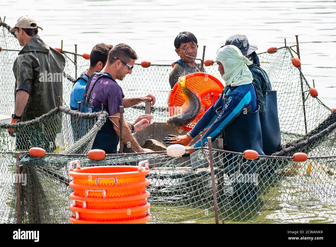 Carp are netted, weighed and examined and returned to the pool in this ...