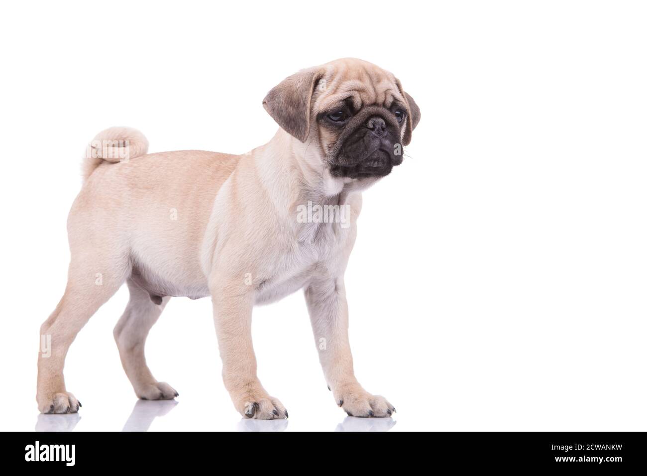 side view of cute pug looking to side and standing isolated on white ...