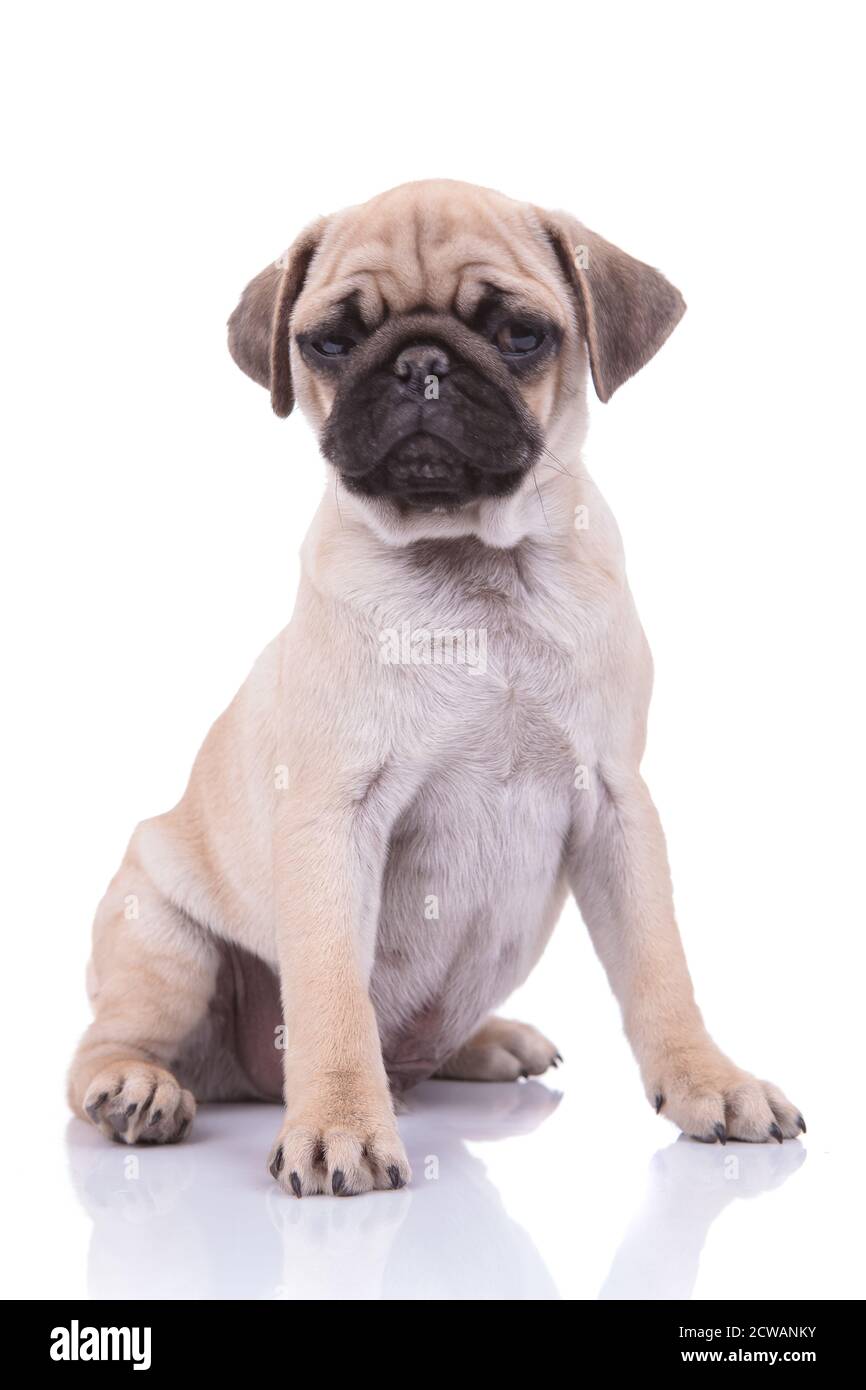 cute pug looking to side and sitting isolated on white background, full ...