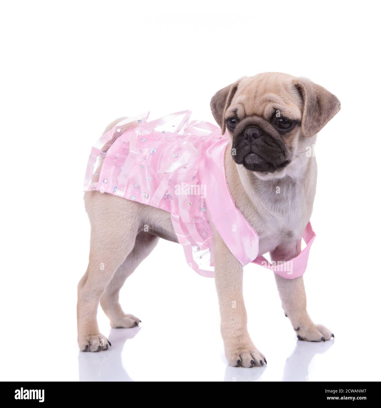 cute pug wearing pink costume and looking to side, isolated on white ...