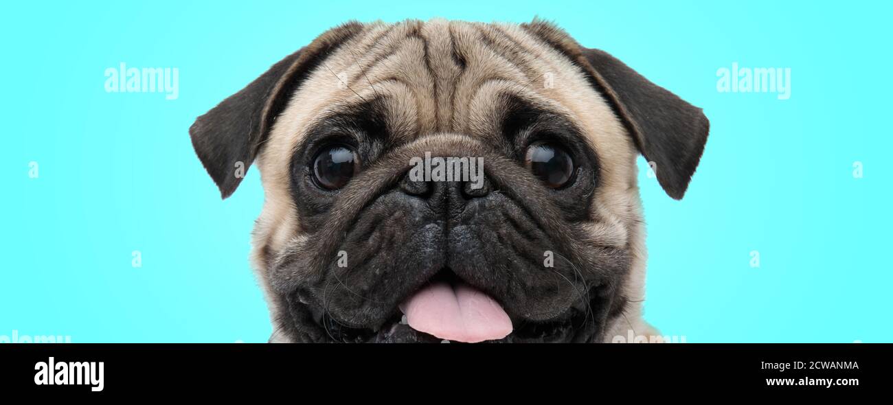 excited little panting pug with mouth open and tongue exposed looking ...