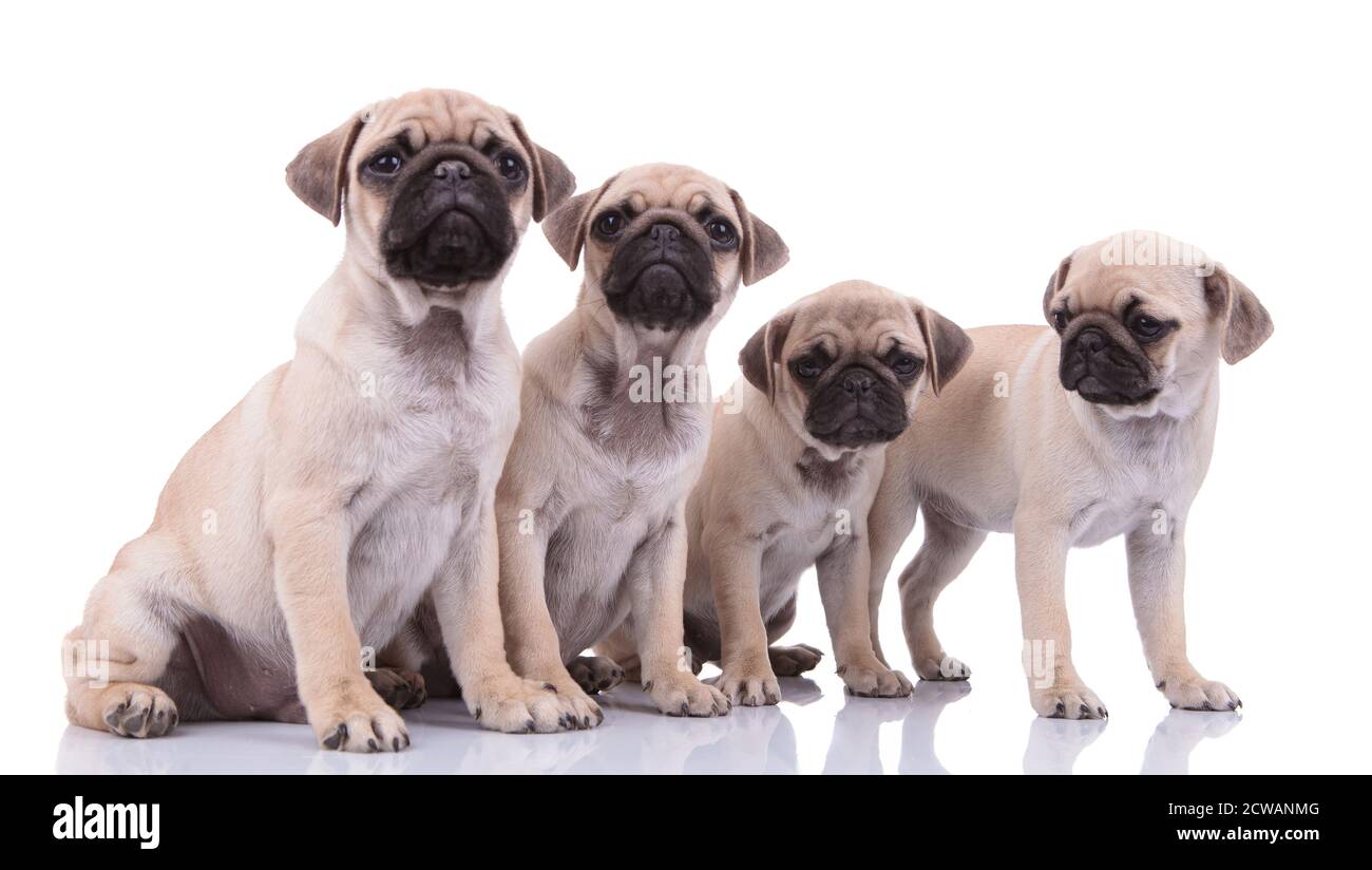 team of four pugs sitting and standing, looking up and to side ...