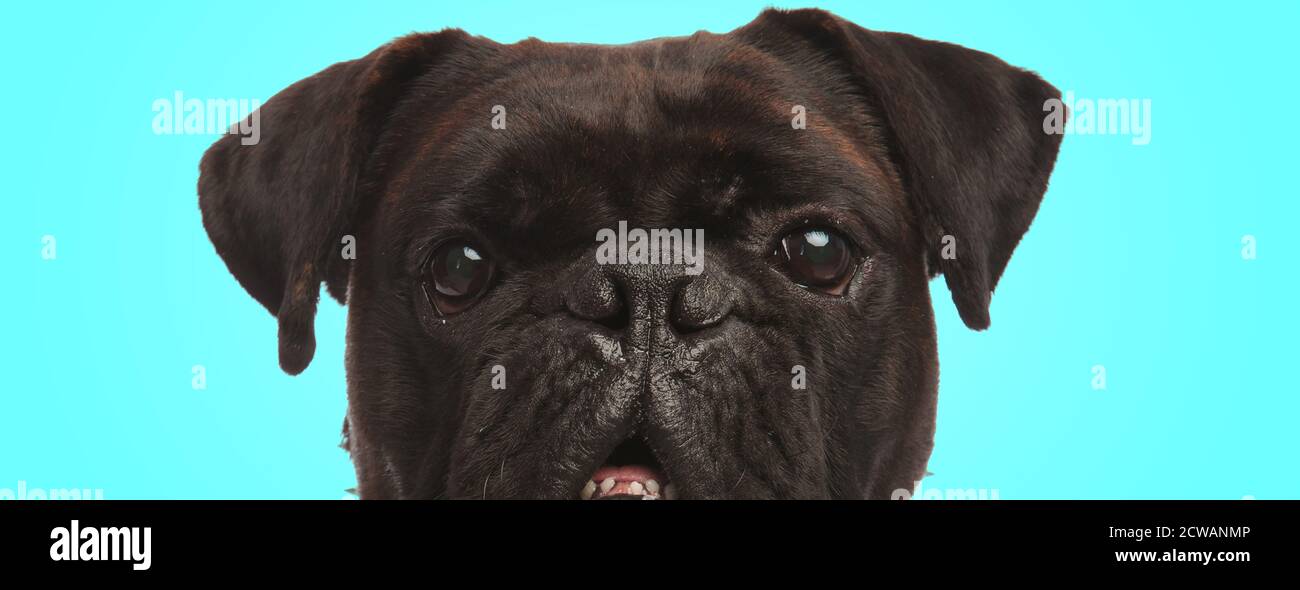 closeup picture of a confused boxer dog looking at the camera on blue ...