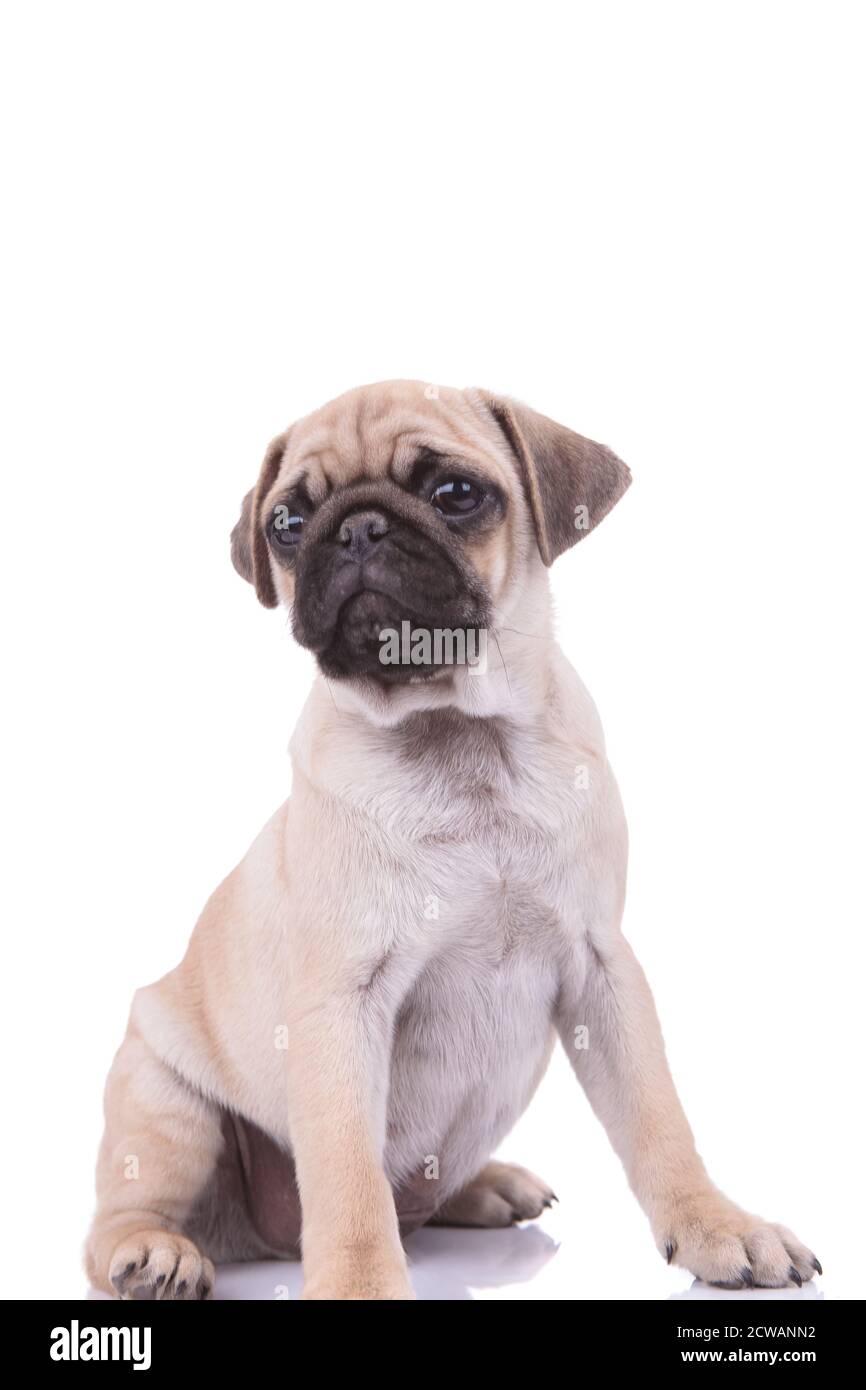 adorable pug looking to side and sitting isolated on white background ...