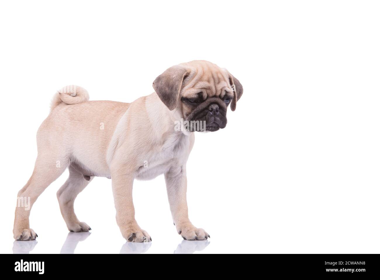 side view of sad pug looking down and standing isolated on white ...