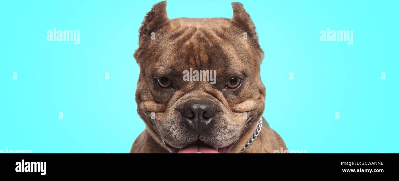 little devil american bully puppy with evil look panting on blue ...