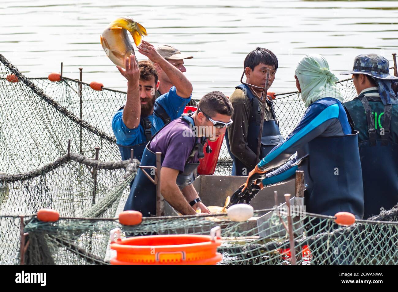 Carp are netted, weighed and examined and returned to the pool in this ...
