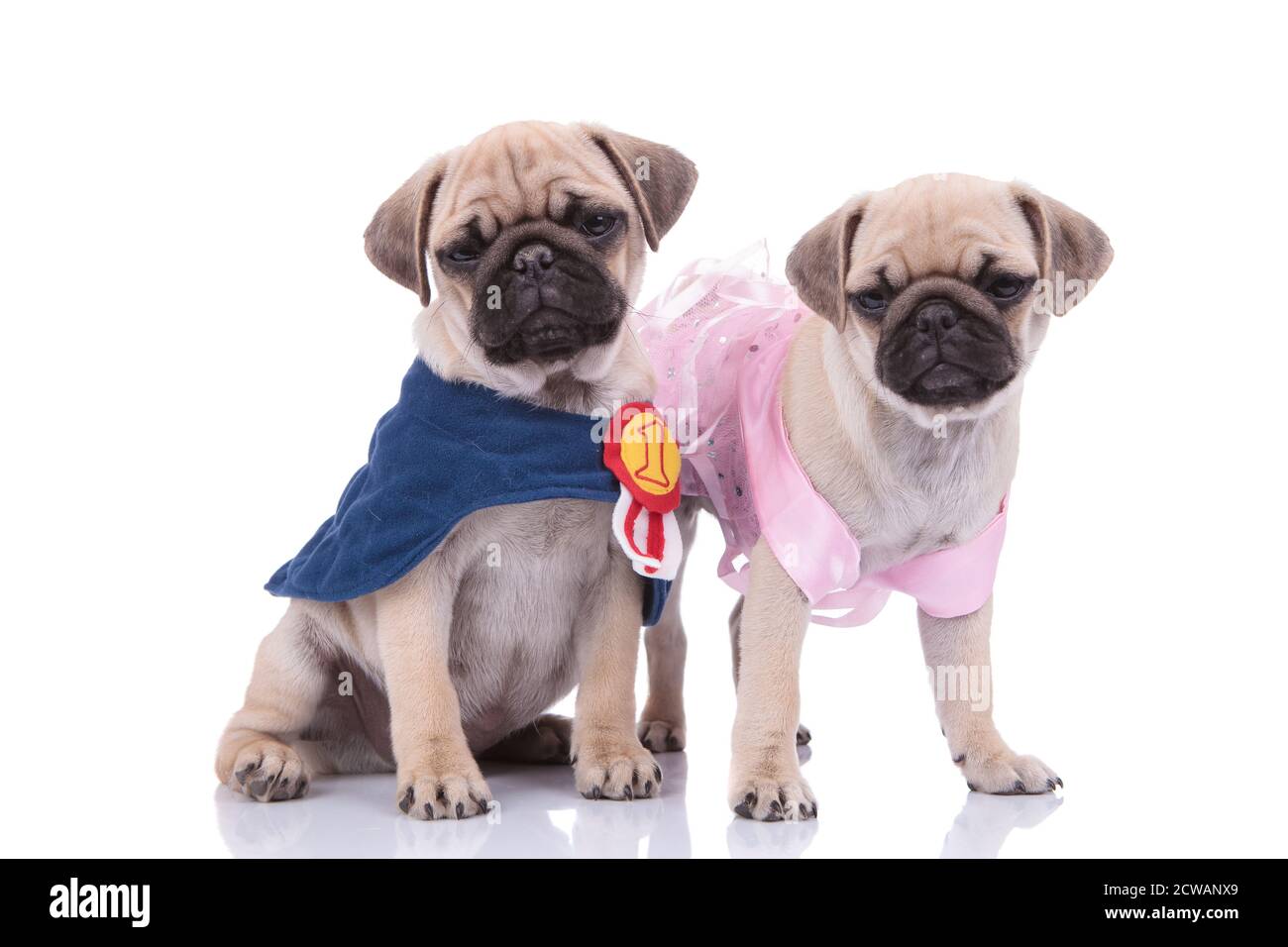couple of two pugs wearing costumes and looking to side on white ...