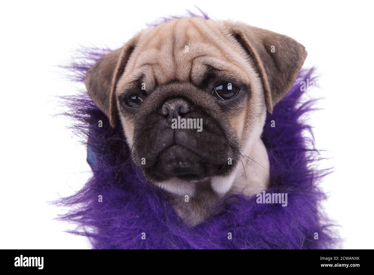 portrait cute pug wearing purple costume sitting isolated on white ...