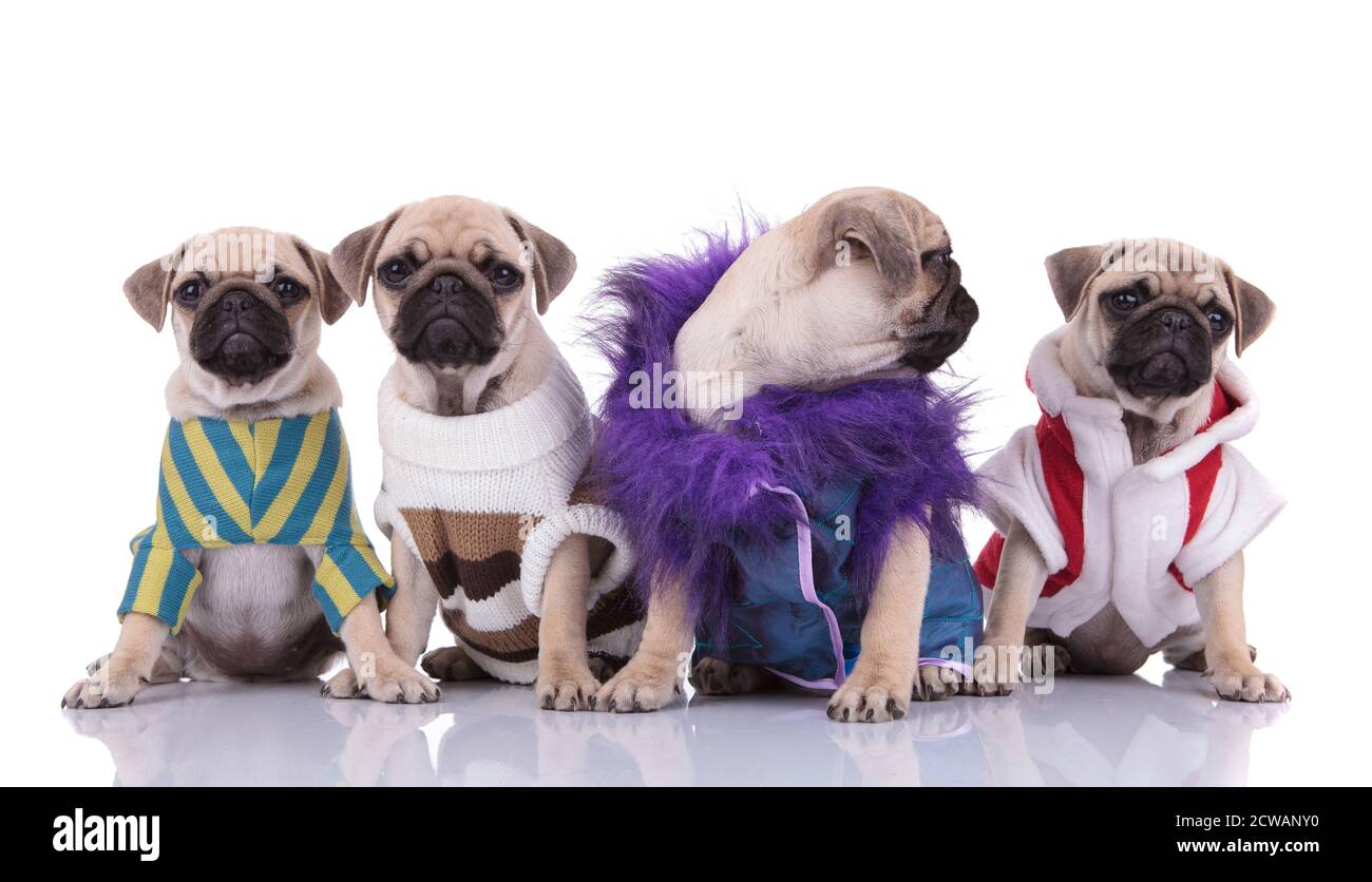 team of pugs wearing costumes and sitting isolated on white background ...