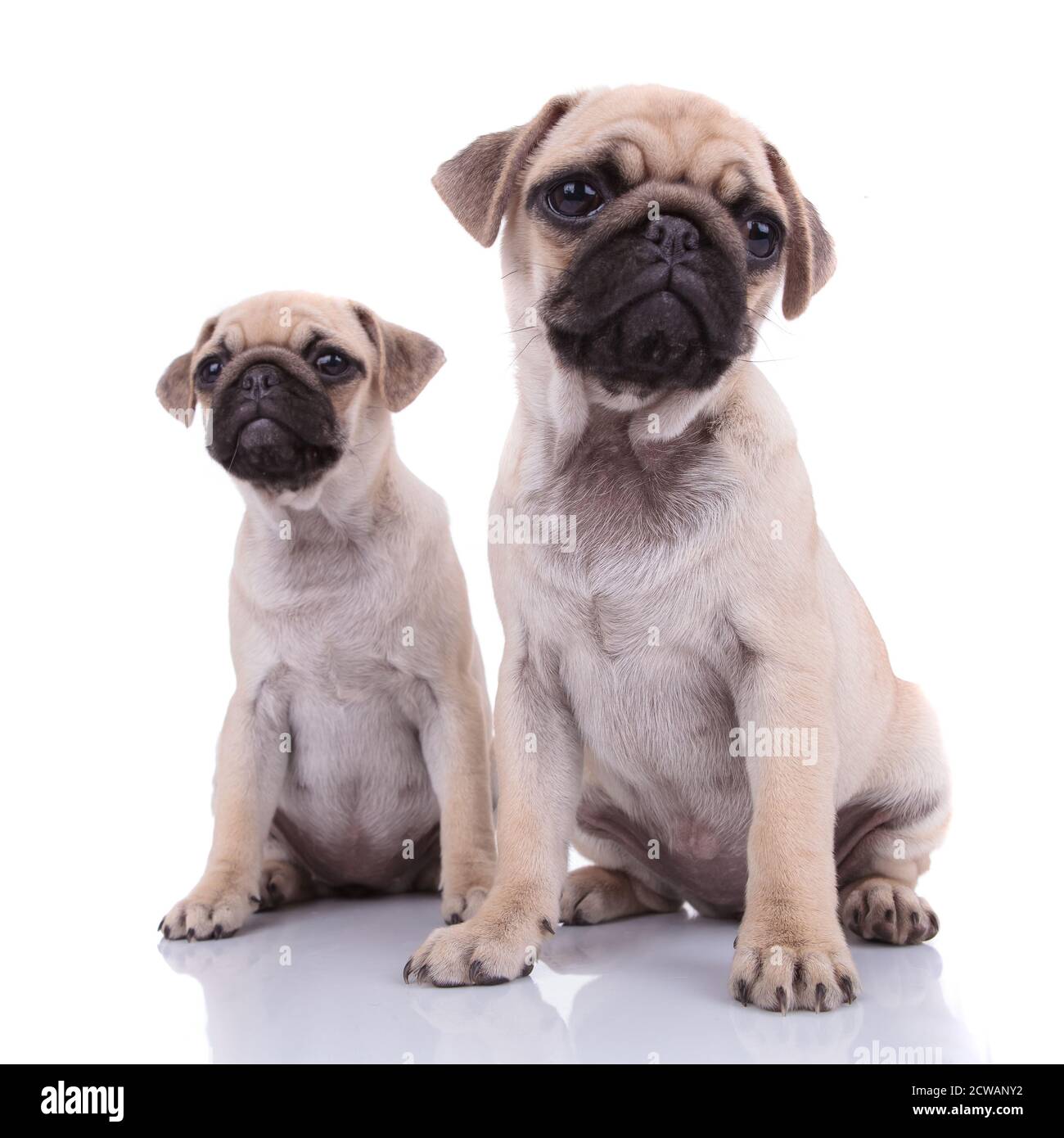 couple of two pugs looking to side and sitting isolated on white ...