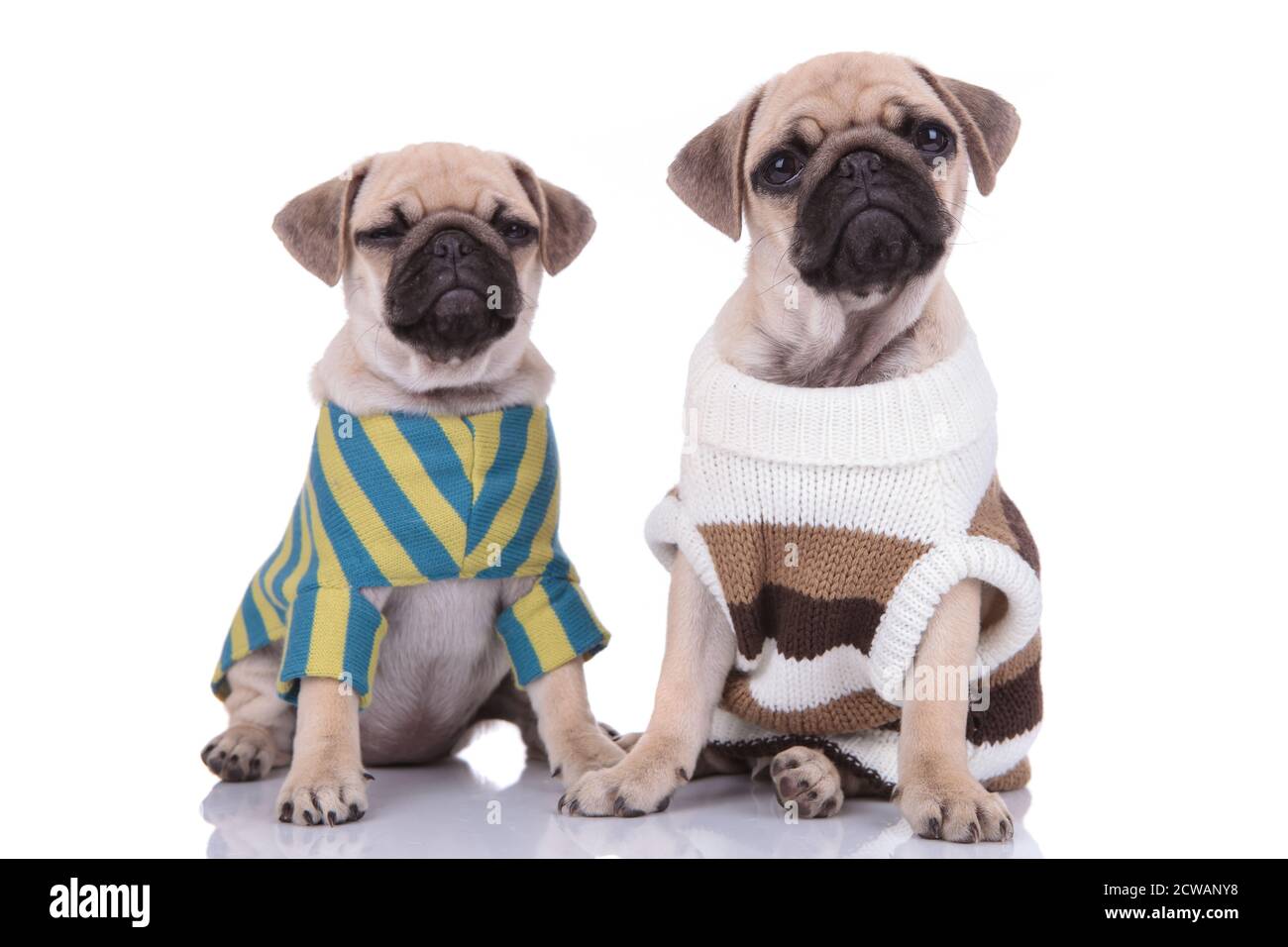 team of two pugs wearing knitted costume and sitting isolated on white ...