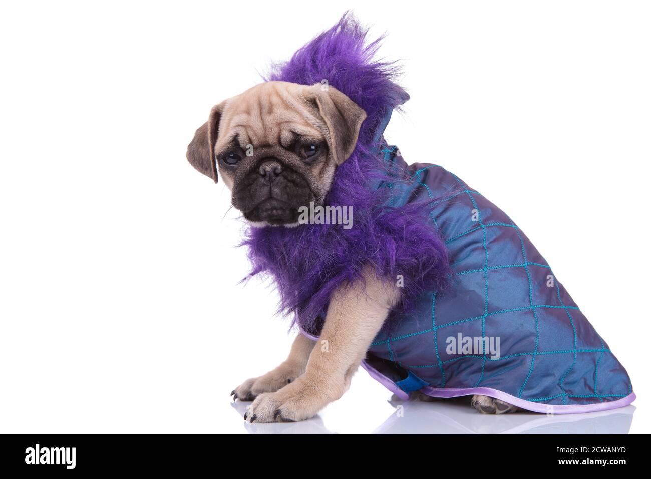 side view of pug wearing purple jacket and sitting isolated on white ...