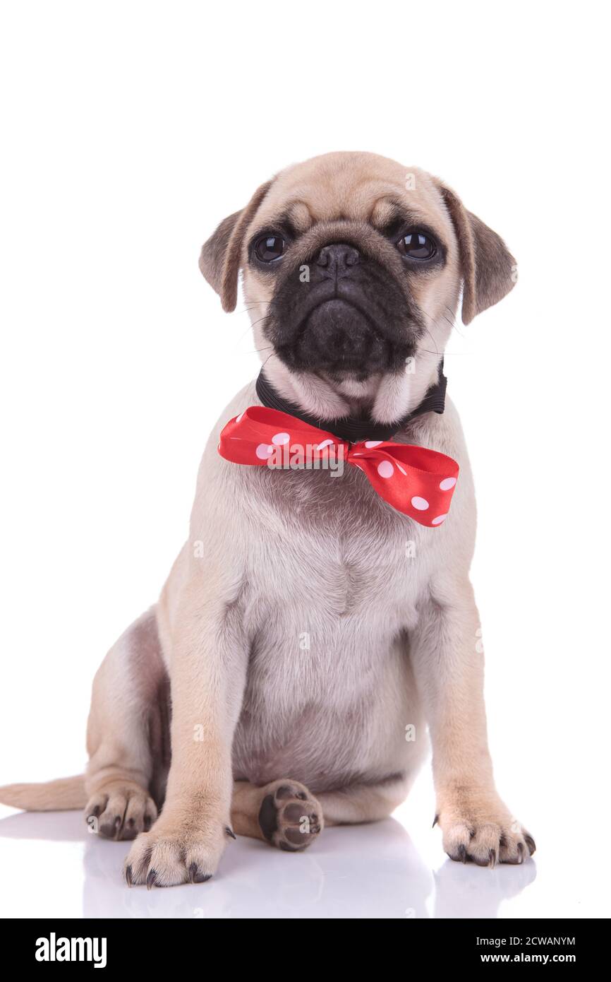 adorable pug wearing polka dots bowtie and sitting isolated on white ...