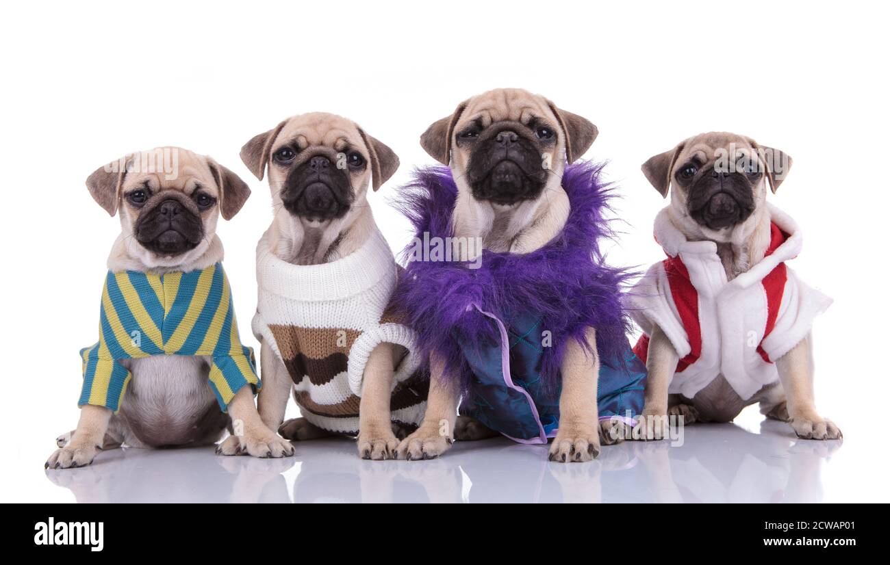 team of four pugs wearing costumes and sitting isolated on white ...