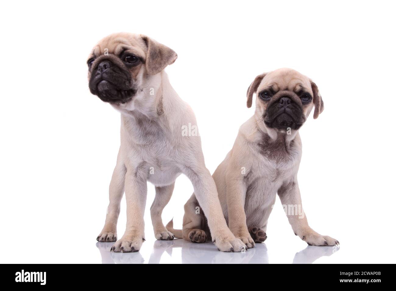 team of two dogs looking curious, sitting and standing isolated on ...