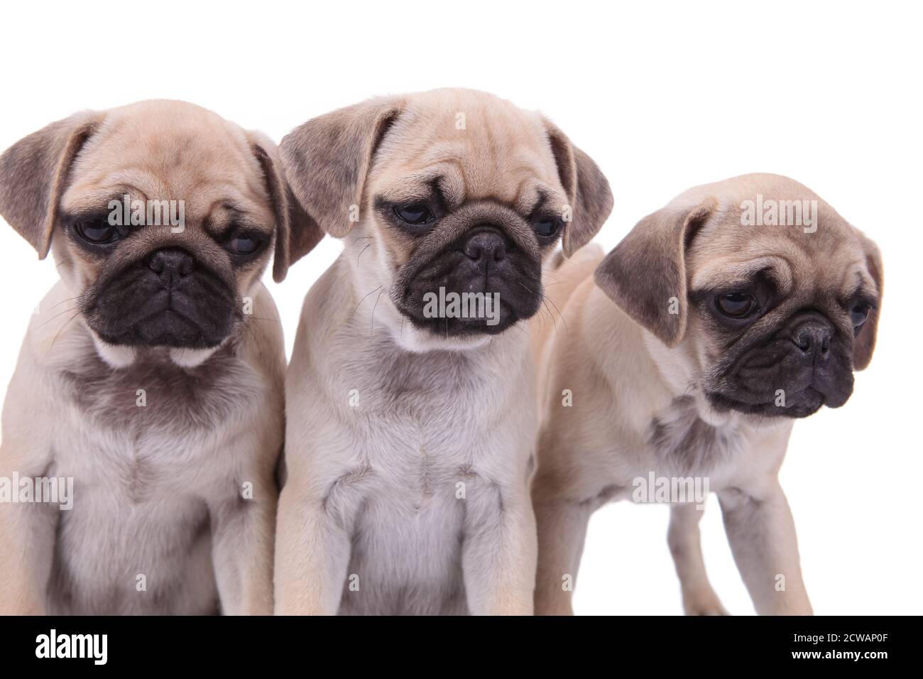 family of three pugs sitting and looking sad on white background Stock ...