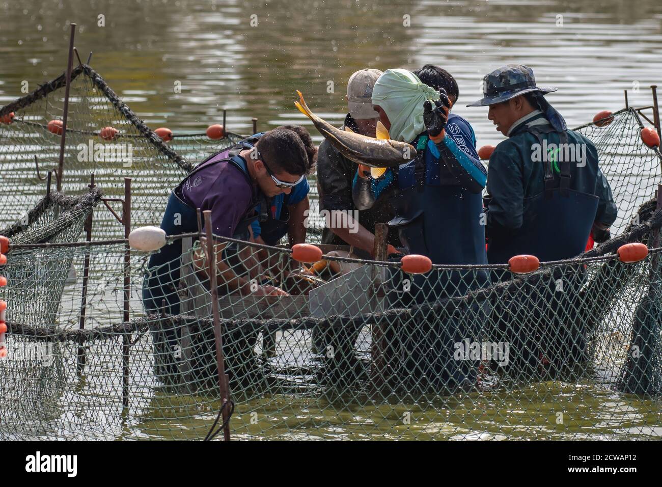 Carp are netted, weighed and examined and returned to the pool in this ...