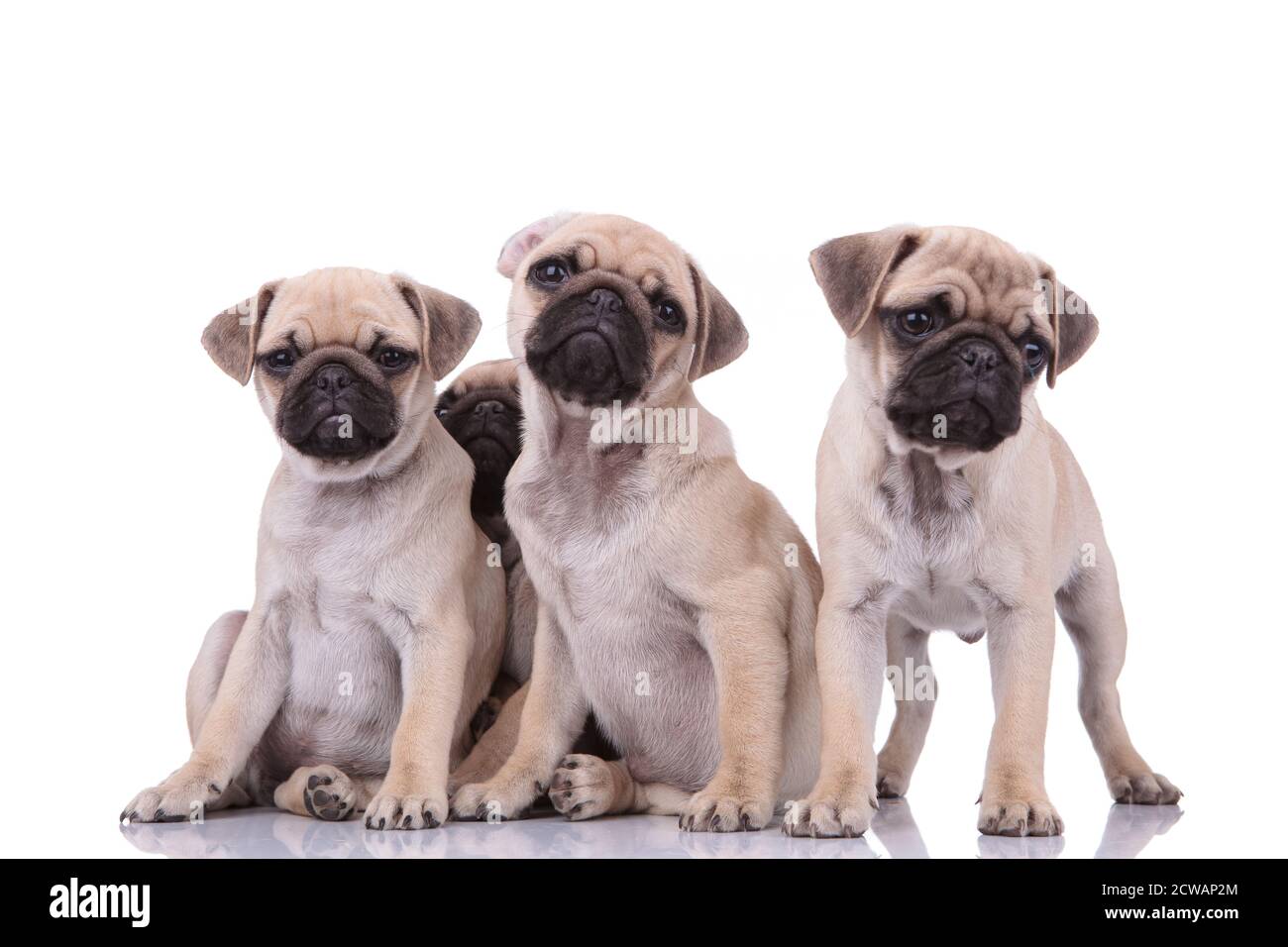 family of four cute pugs looking up and to side, sitting and standing ...