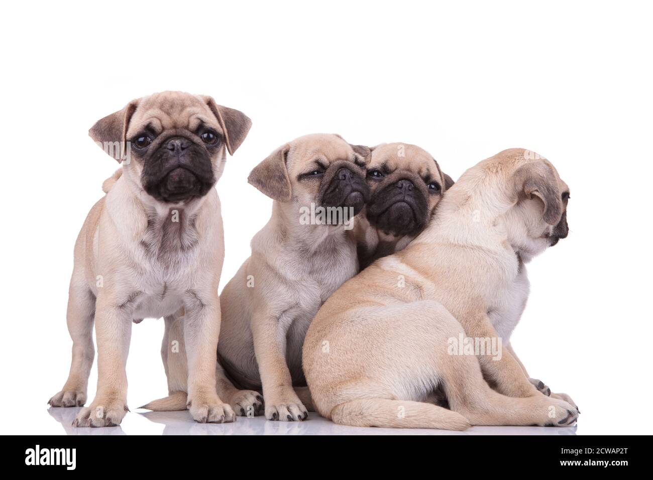 Tired pugs hi-res stock photography and images - Alamy