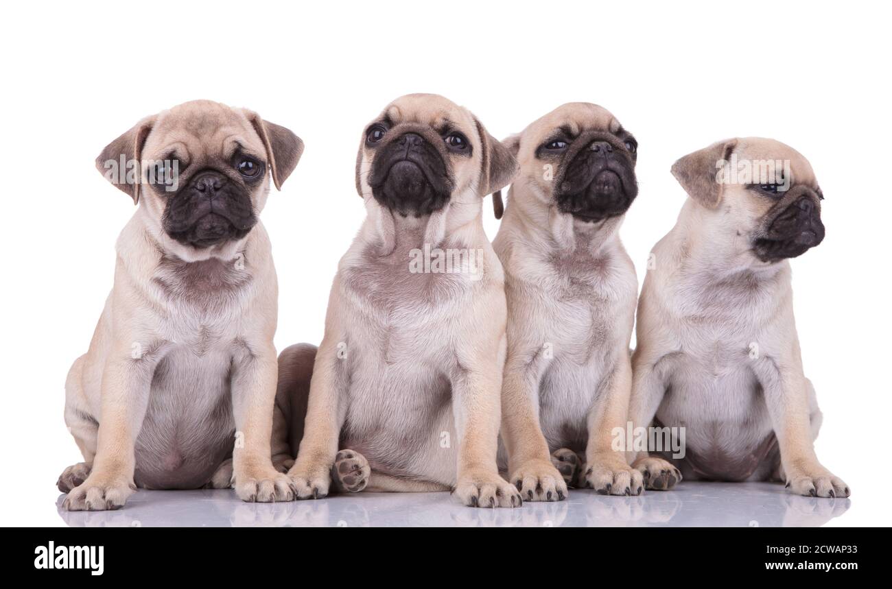 team of four pugs looking up and to side, sitting isolated on white ...