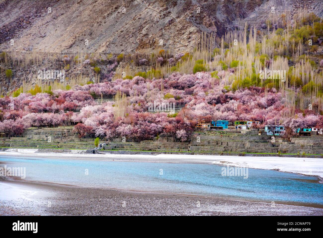 spring landscape photography of cherry blossom in northern areas of ...