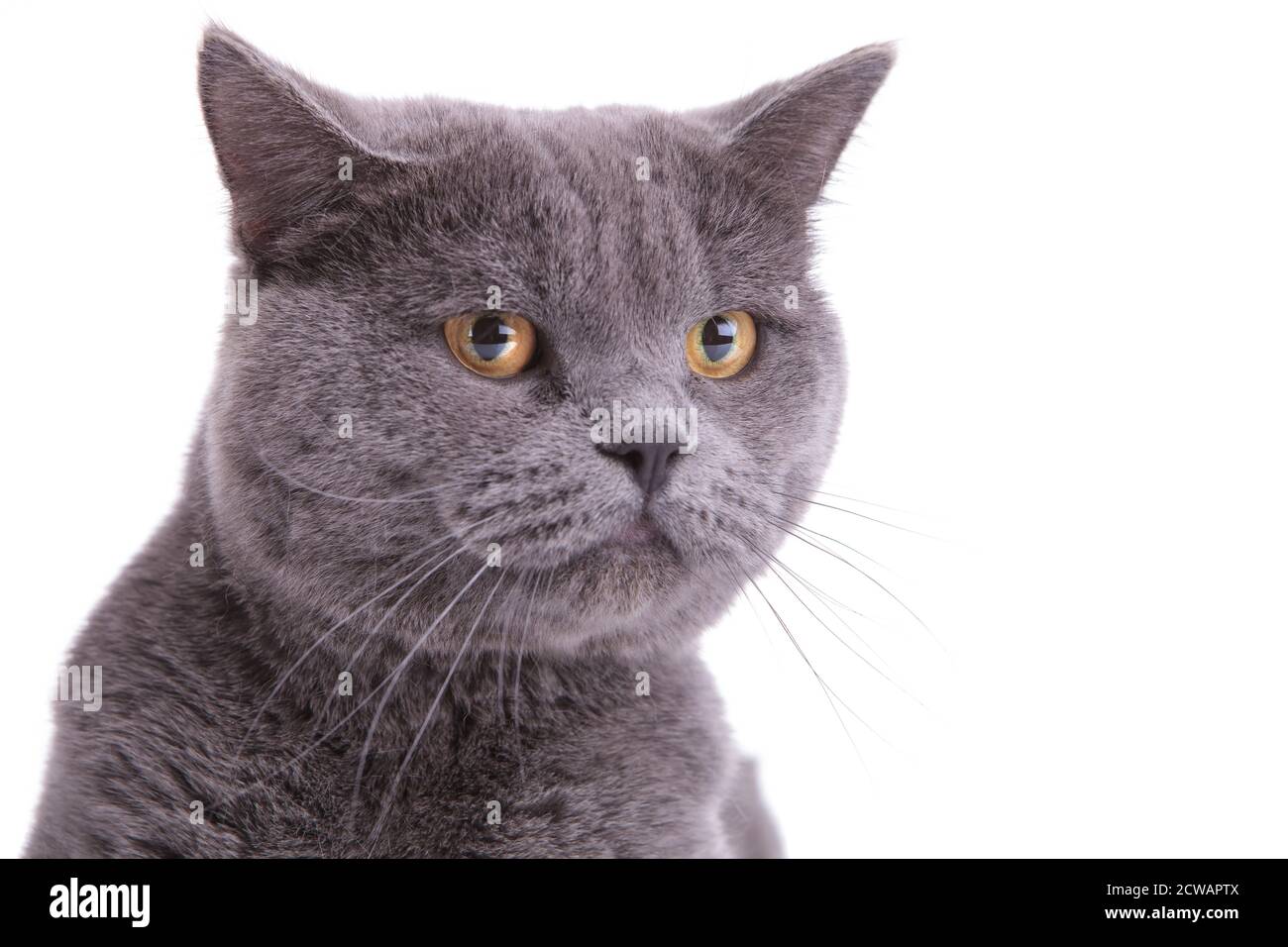 Close up of an upset British Shorthair cat frowning while sitting on ...
